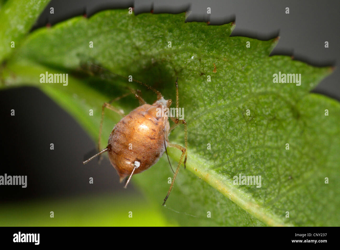 Parasitierte blattlaus -Fotos und -Bildmaterial in hoher Auflösung – Alamy