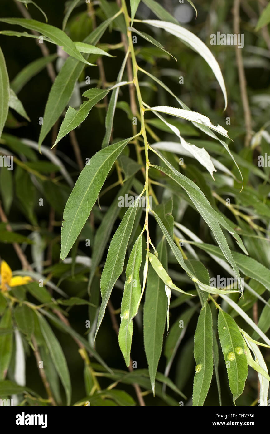 Silberweide (Salix Alba), Niederlassung Deutschland Stockfotografie - Alamy