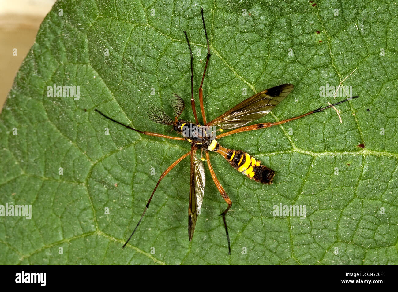 Kran fliegen, Schnake (Ctenophora Ornata, Cnemoncosis Ornata ...