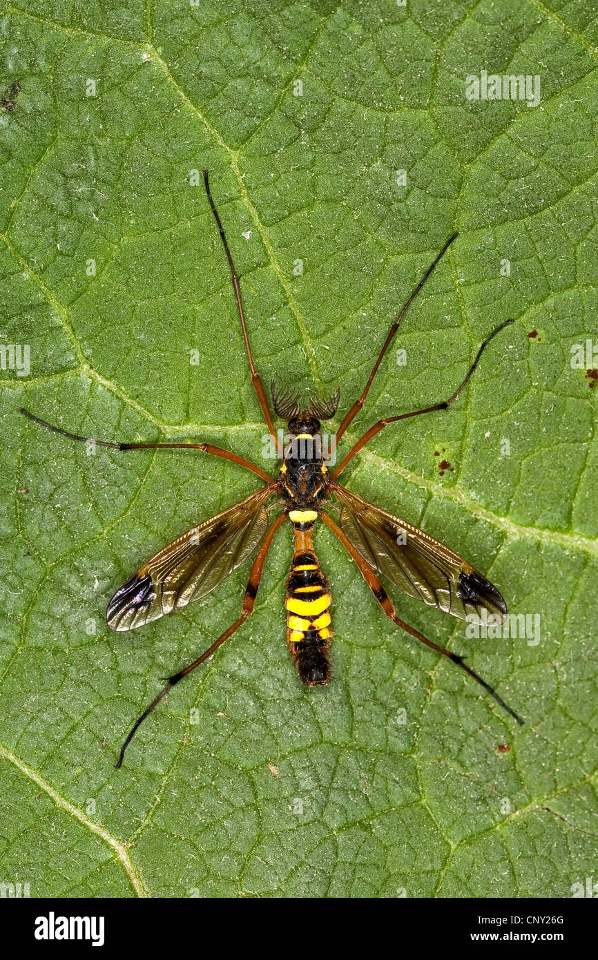 Kran fliegen, Schnake (Ctenophora Ornata, Cnemoncosis Ornata ...