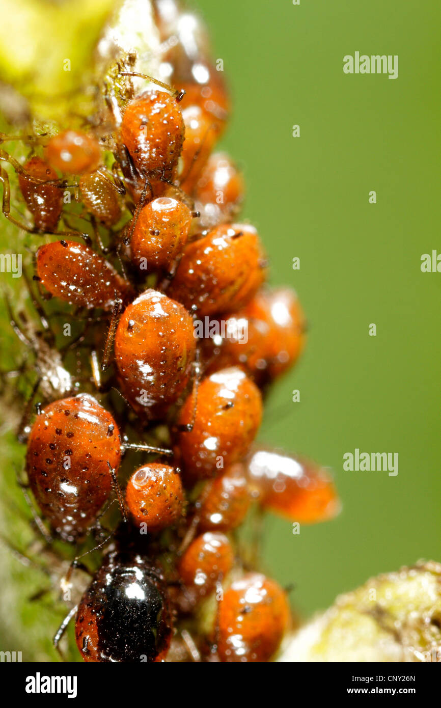 Blattlaus brachycaudus sp -Fotos und -Bildmaterial in hoher Auflösung ...