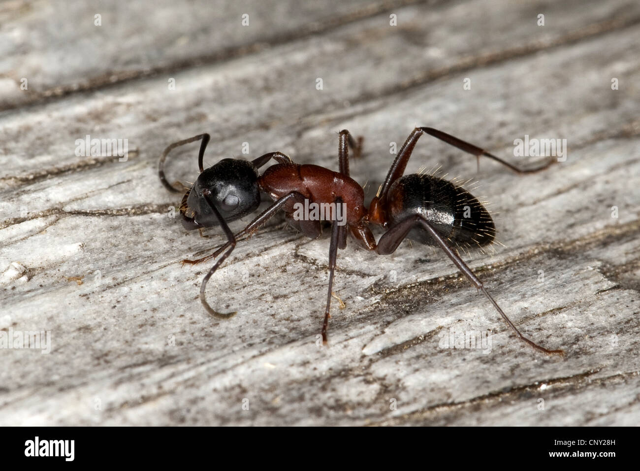 Braunschwarze rossameise -Fotos und -Bildmaterial in hoher Auflösung ...