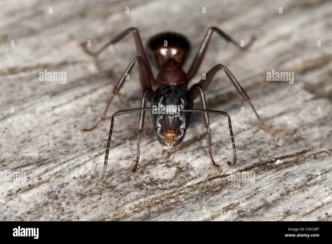 Tischlerameise camponotus ligniperda -Fotos und -Bildmaterial in hoher ...