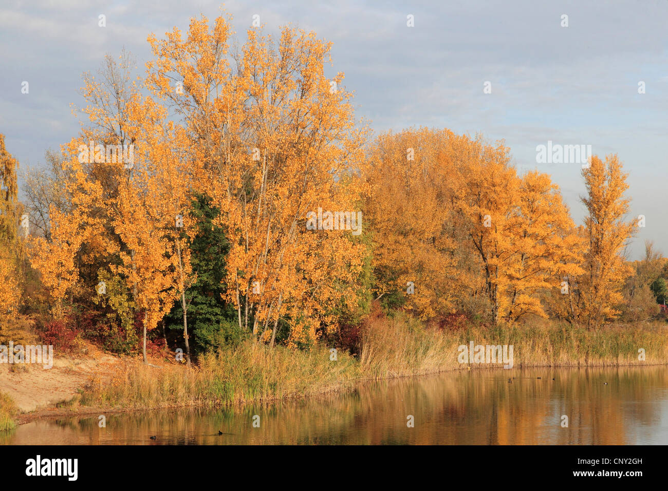 Weisspappel Silber Pappel Populus Alba Stockfotos und -bilder Kaufen ...