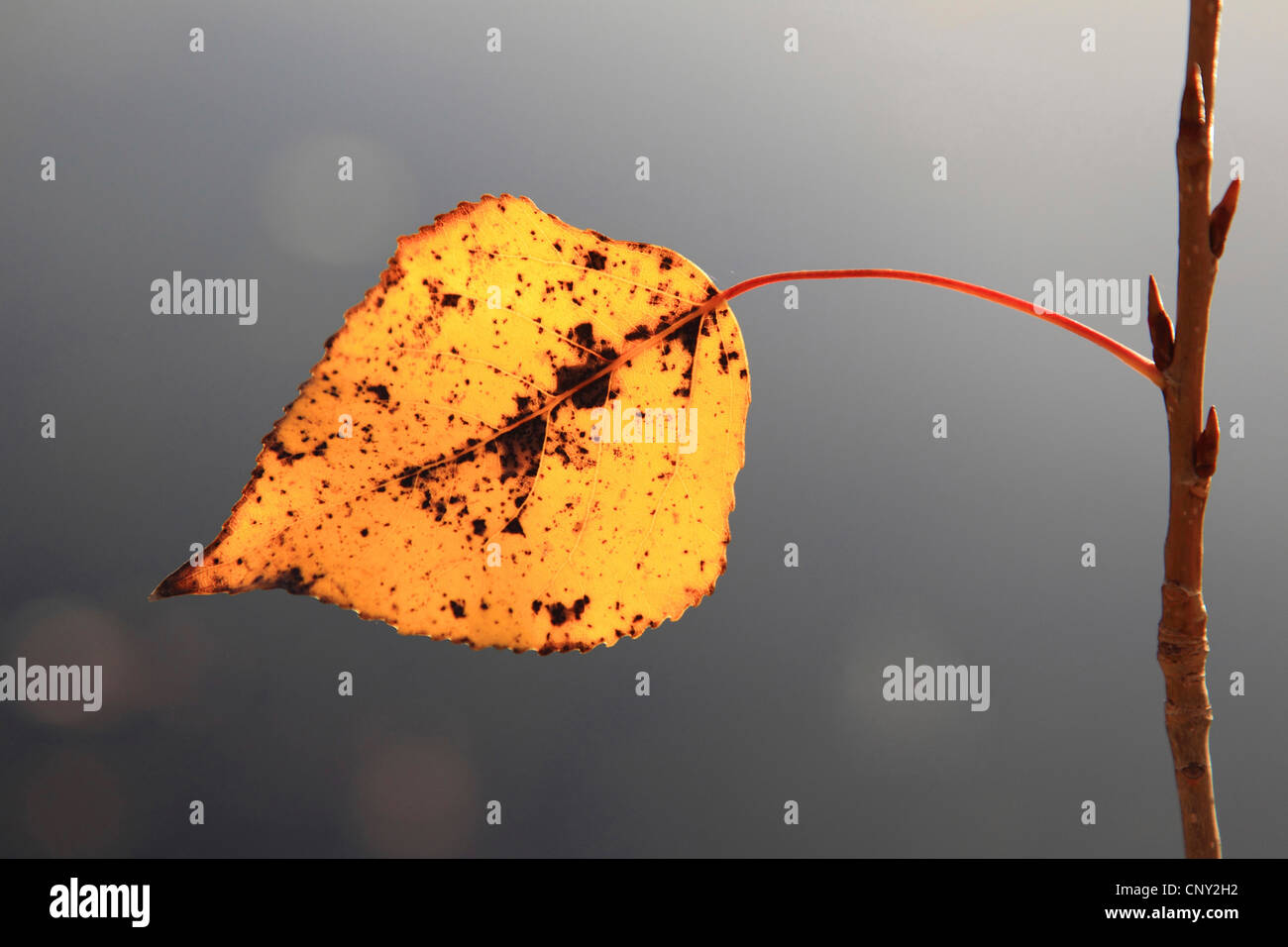 White poplar leaf populus alba -Fotos und -Bildmaterial in hoher ...