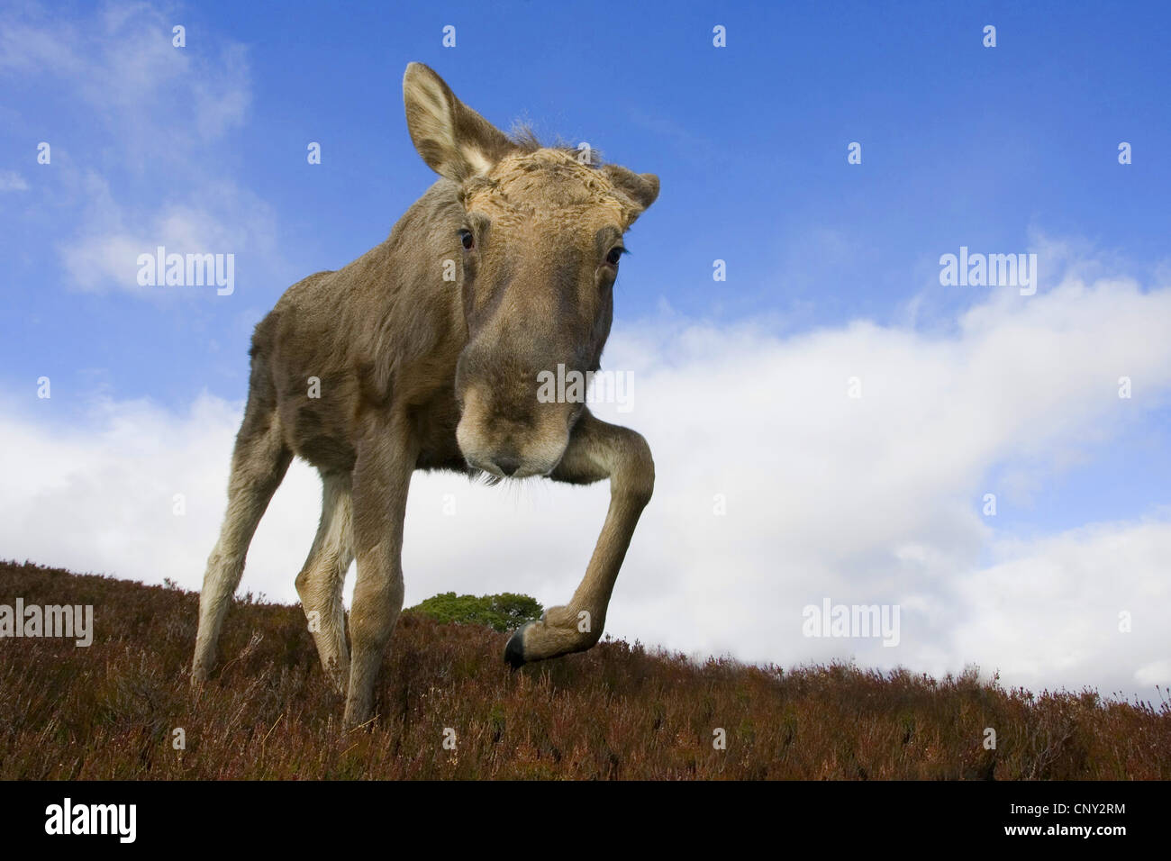 Lustige elche -Fotos und -Bildmaterial in hoher Auflösung – Alamy