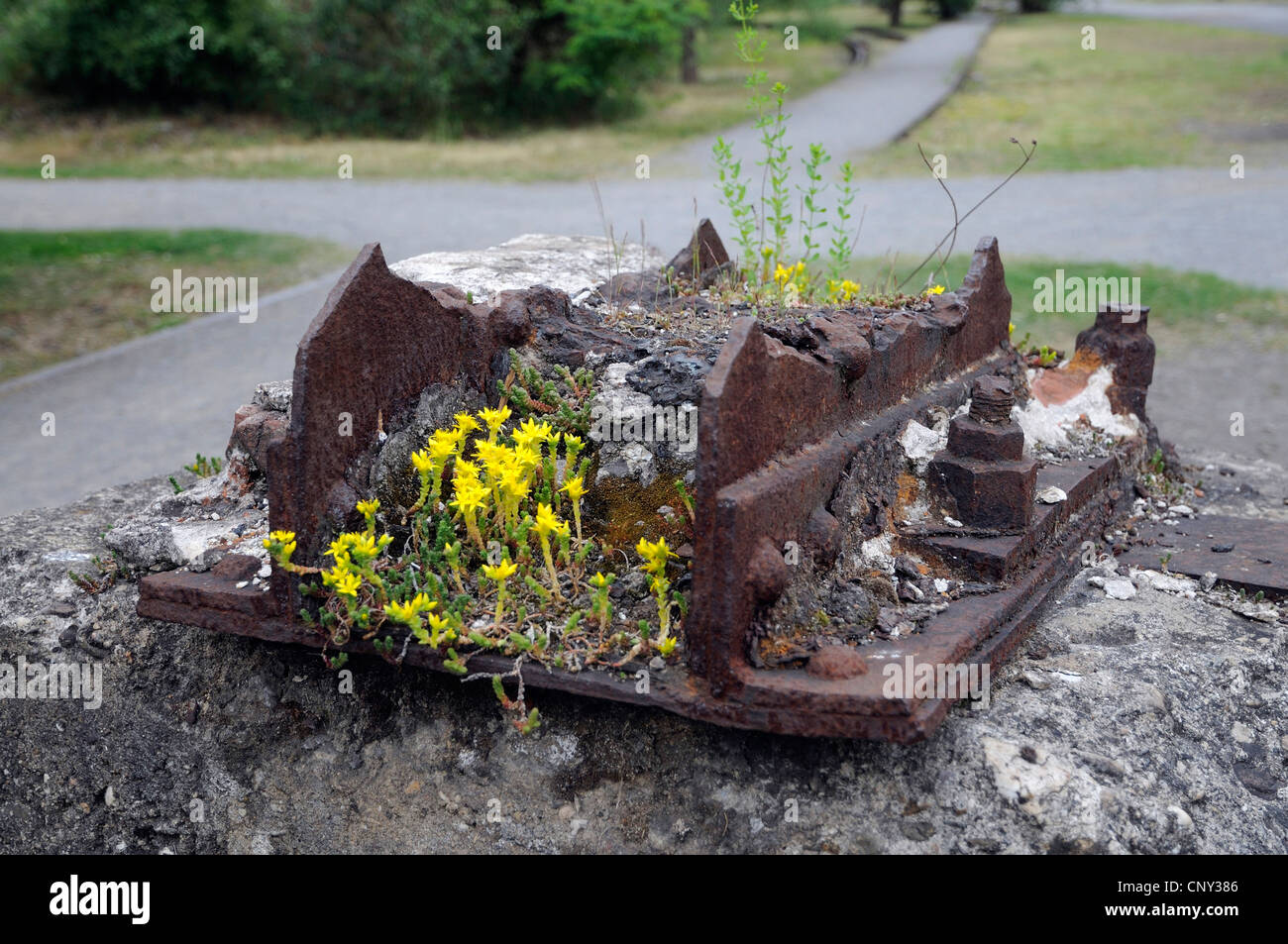 Gold moos sedum acre -Fotos und -Bildmaterial in hoher Auflösung – Alamy