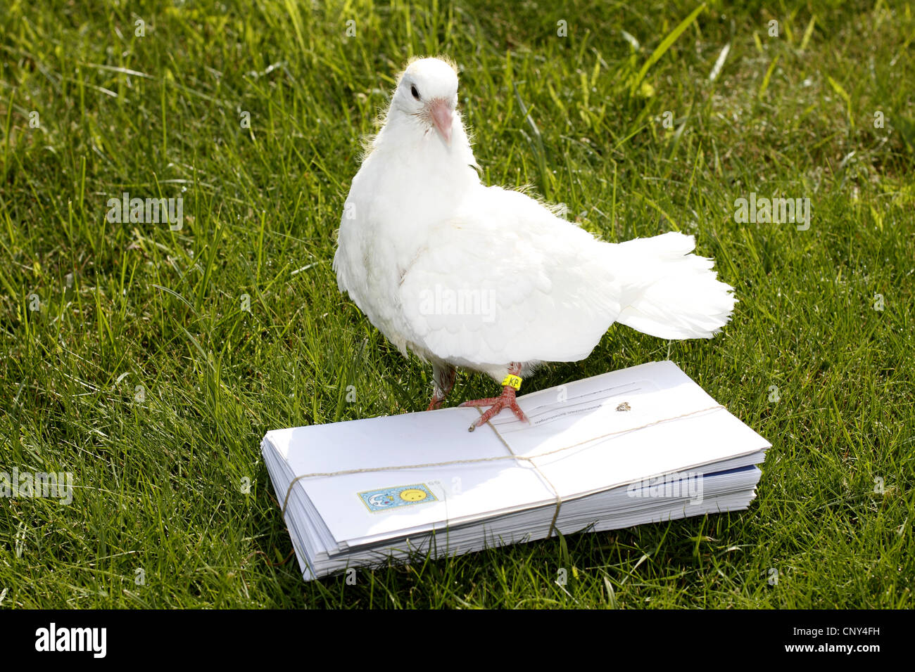 Weiße Brieftaube Stockfotos und -bilder Kaufen - Alamy