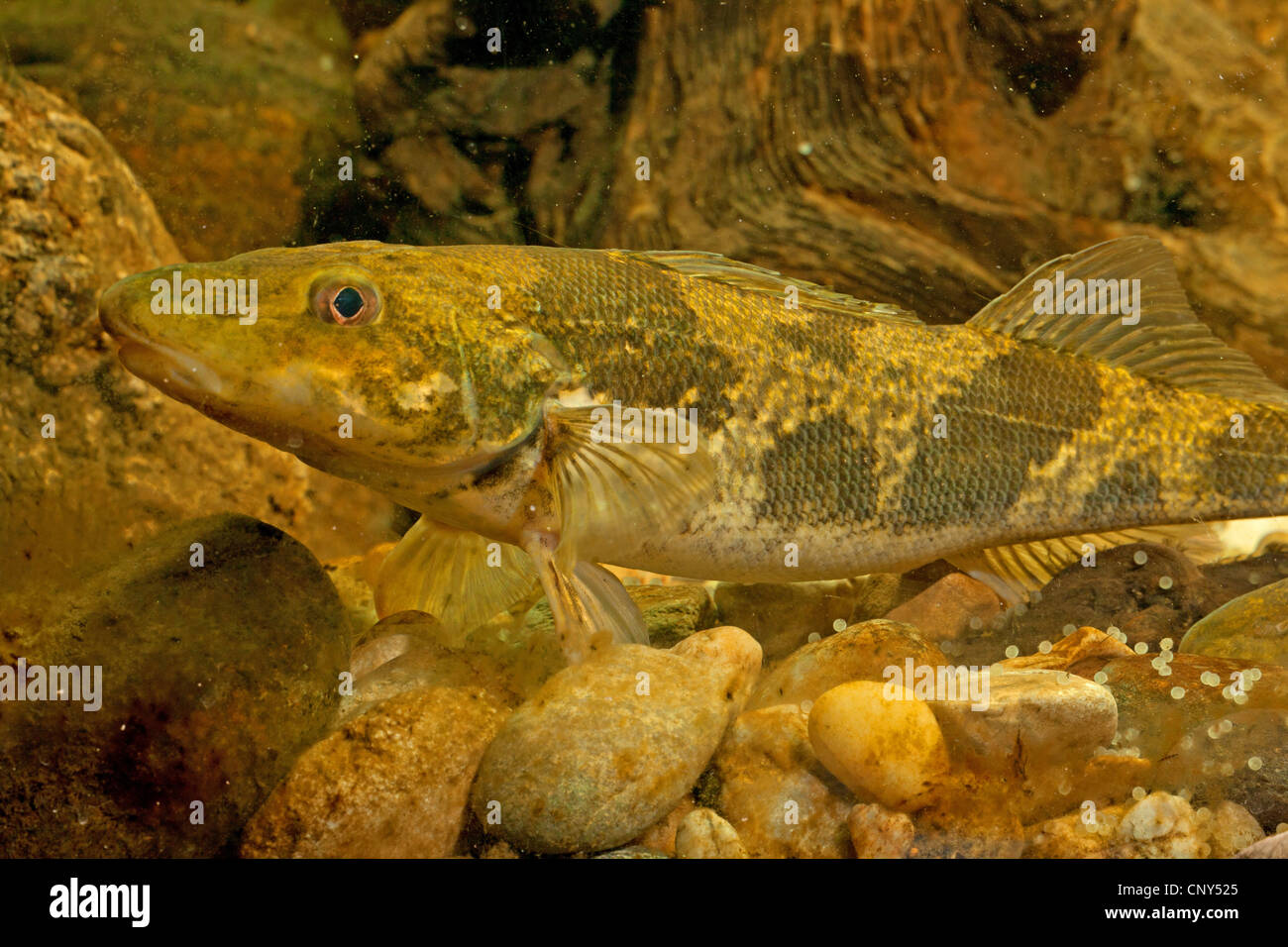 Spawn mit spawn -Fotos und -Bildmaterial in hoher Auflösung – Alamy