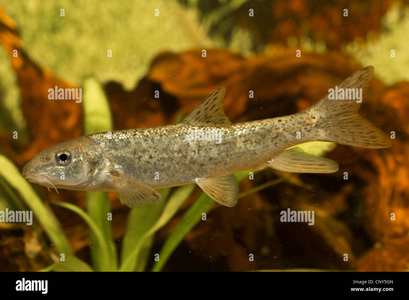 Barbus meridionalis -Fotos und -Bildmaterial in hoher Auflösung – Alamy