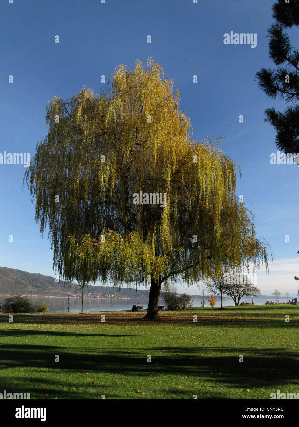 Zwerg grau-Weide (Salix Tristis), einziger Baum in einem Park ...