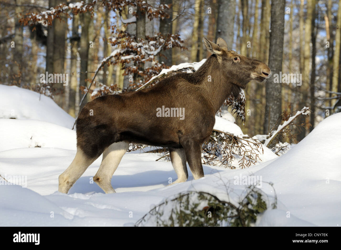 Cow elk -Fotos und -Bildmaterial in hoher Auflösung – Alamy