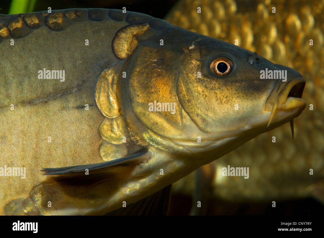 Mit karpfen im mund -Fotos und -Bildmaterial in hoher Auflösung – Alamy