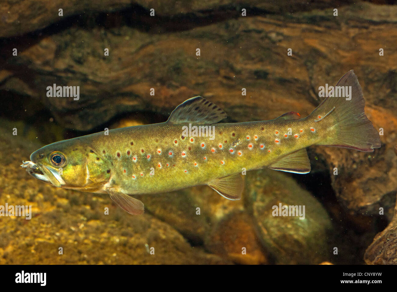 Fish eaters -Fotos und -Bildmaterial in hoher Auflösung – Alamy