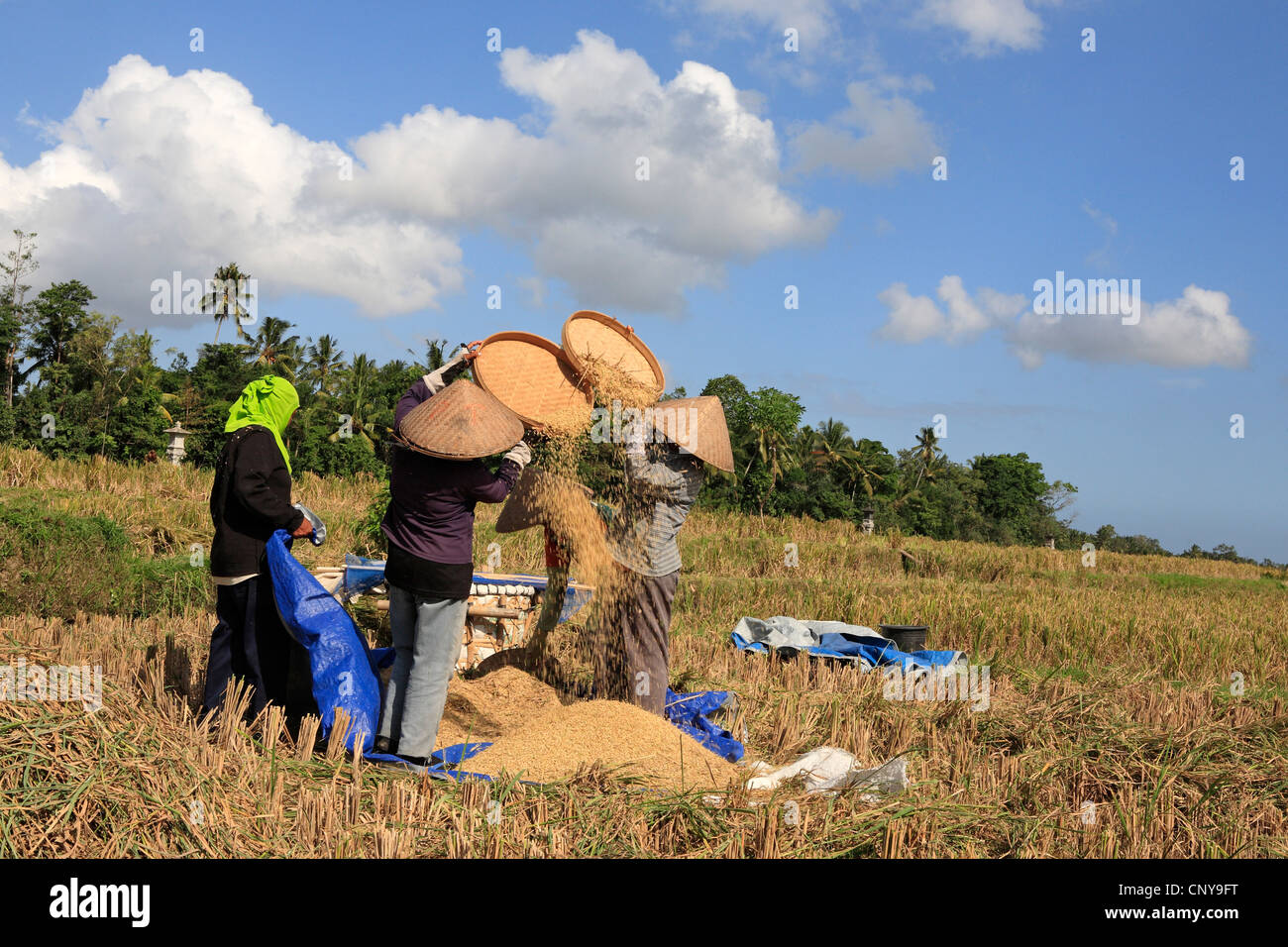 Winnowing reis ubud bali -Fotos und -Bildmaterial in hoher Auflösung ...