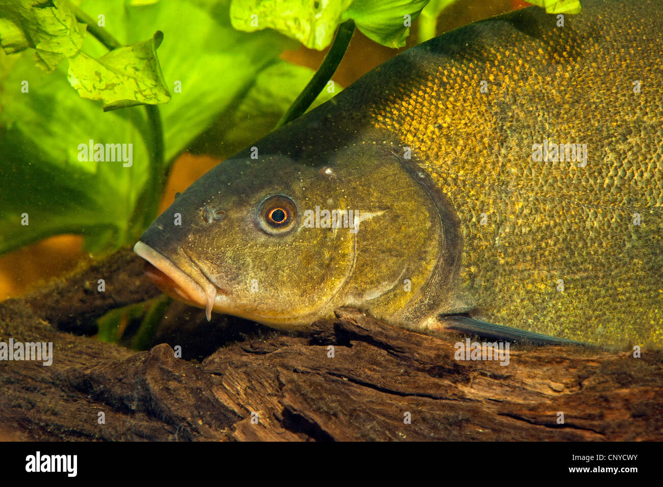 Tench tinca tinca -Fotos und -Bildmaterial in hoher Auflösung – Alamy