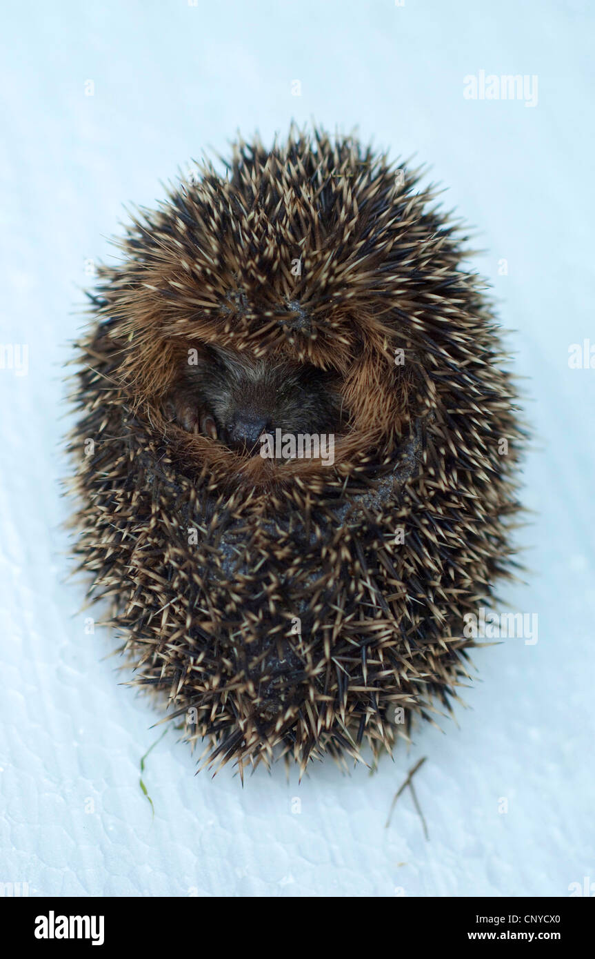 Igel baby aufgerollt -Fotos und -Bildmaterial in hoher Auflösung – Alamy