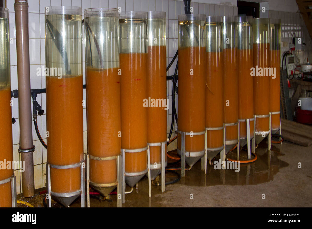 Lake whitefish coregonus spec -Fotos und -Bildmaterial in hoher ...