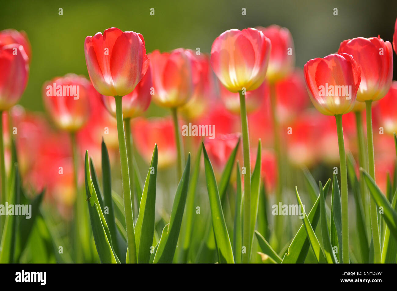 Common Garden Tulip Tulipa Gesneriana Stockfotos und -bilder Kaufen - Alamy