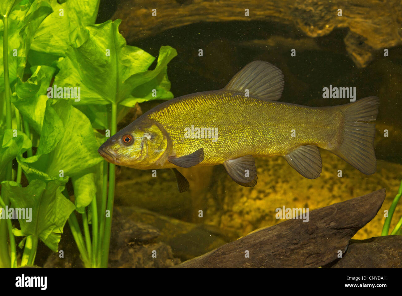 Tinca tinca tinca tinca -Fotos und -Bildmaterial in hoher Auflösung – Alamy