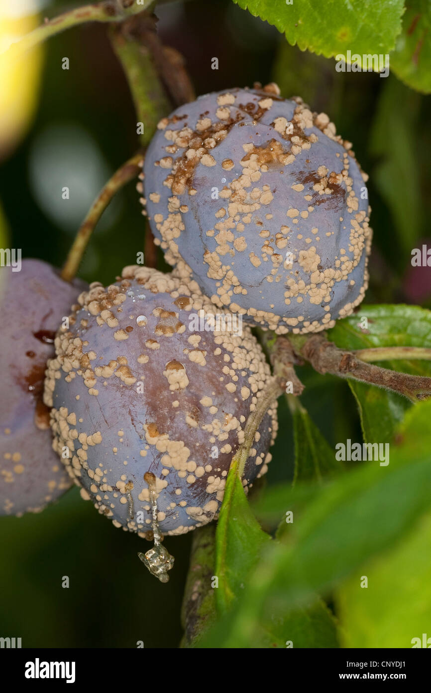 Elegantes Pflaumenbaum Krankheiten Rinde Fotos