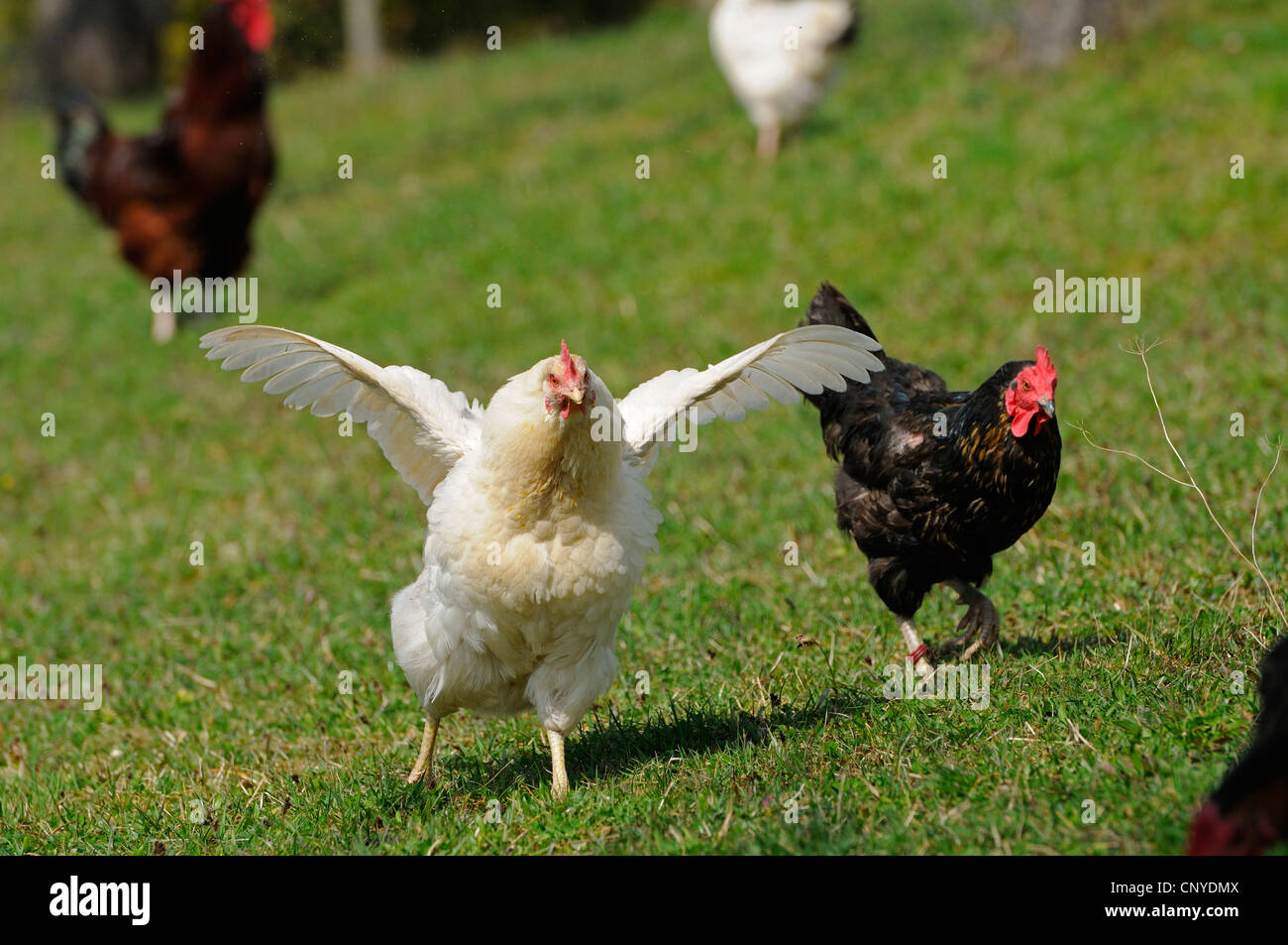 Chicken Flapping Stockfotos und -bilder Kaufen - Alamy