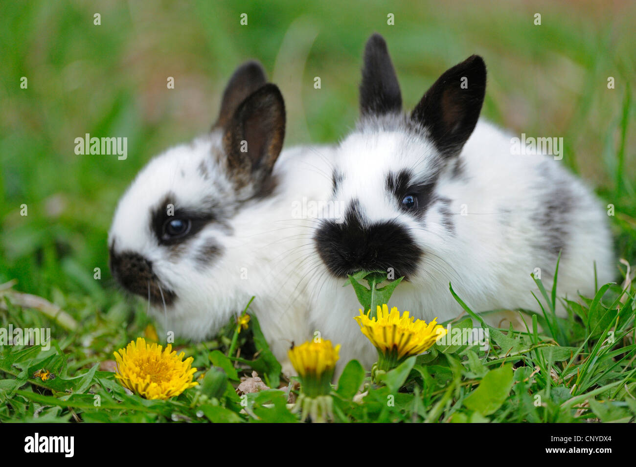 Hauskaninchen (Oryctolagus Cuniculus F. Domestica), zwei schwarze und ...