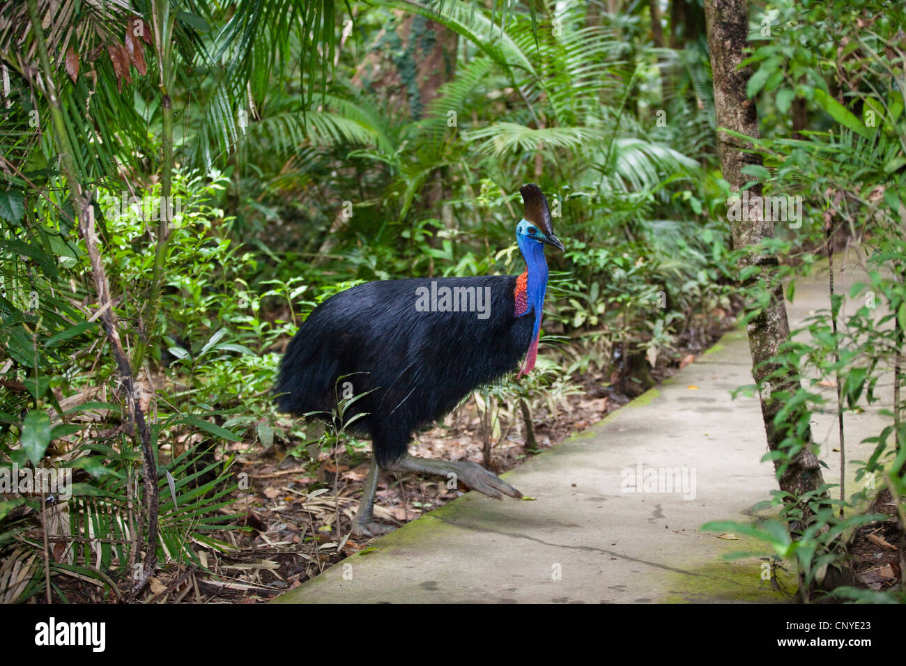 Zwei geflochtene kasuare -Fotos und -Bildmaterial in hoher Auflösung ...