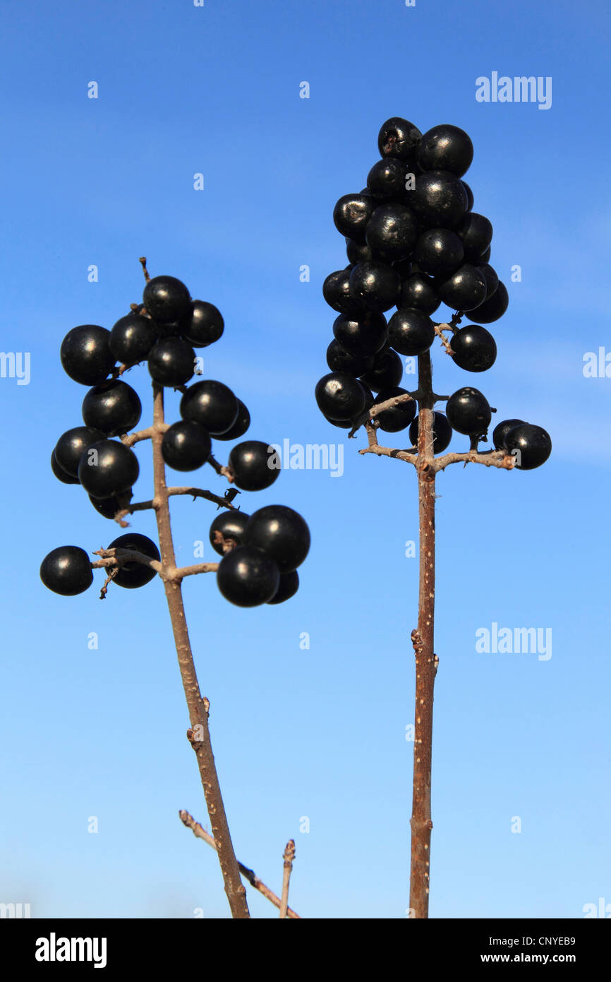 gemeinsamen Liguster, goldene Liguster, wilde Liguster, prim ...