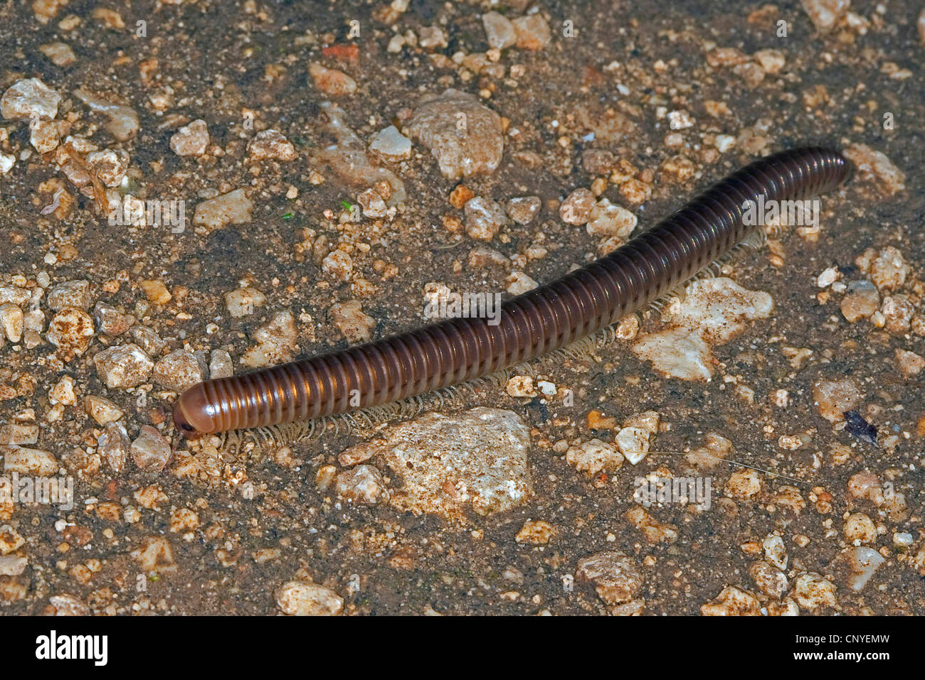 Thousand leggers -Fotos und -Bildmaterial in hoher Auflösung – Alamy