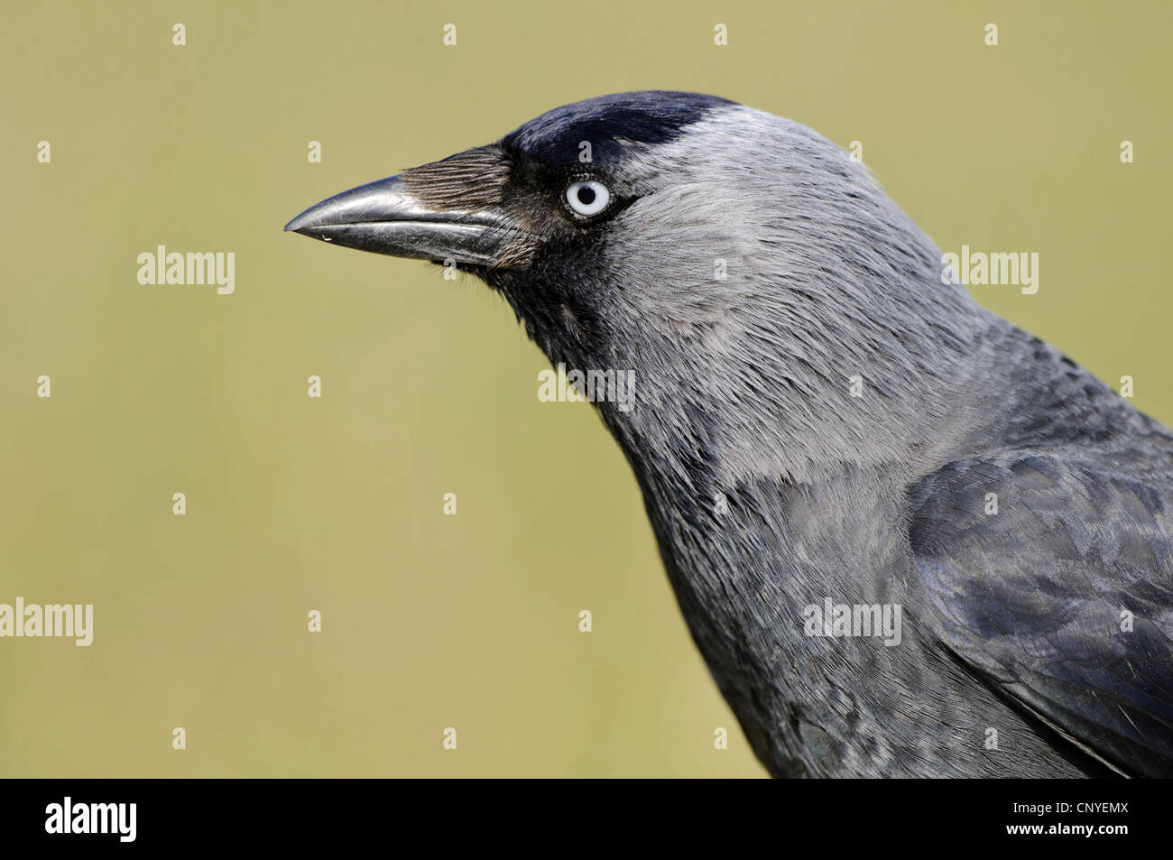 Dohle (Corvus Monedula), Porträt, Deutschland, Niedersachsen ...