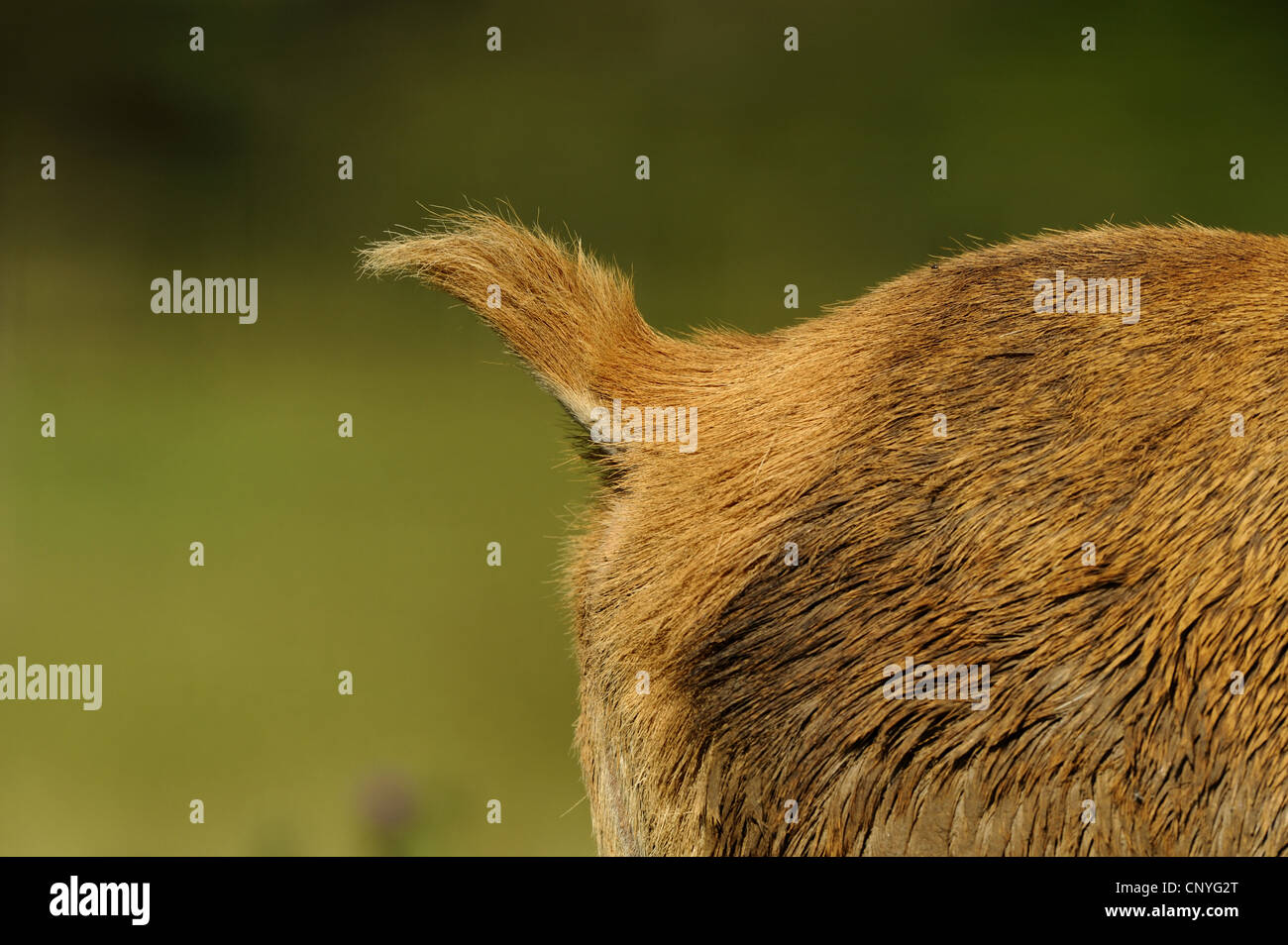 Rothirschhinterhand mit fell und fell -Fotos und -Bildmaterial in hoher ...