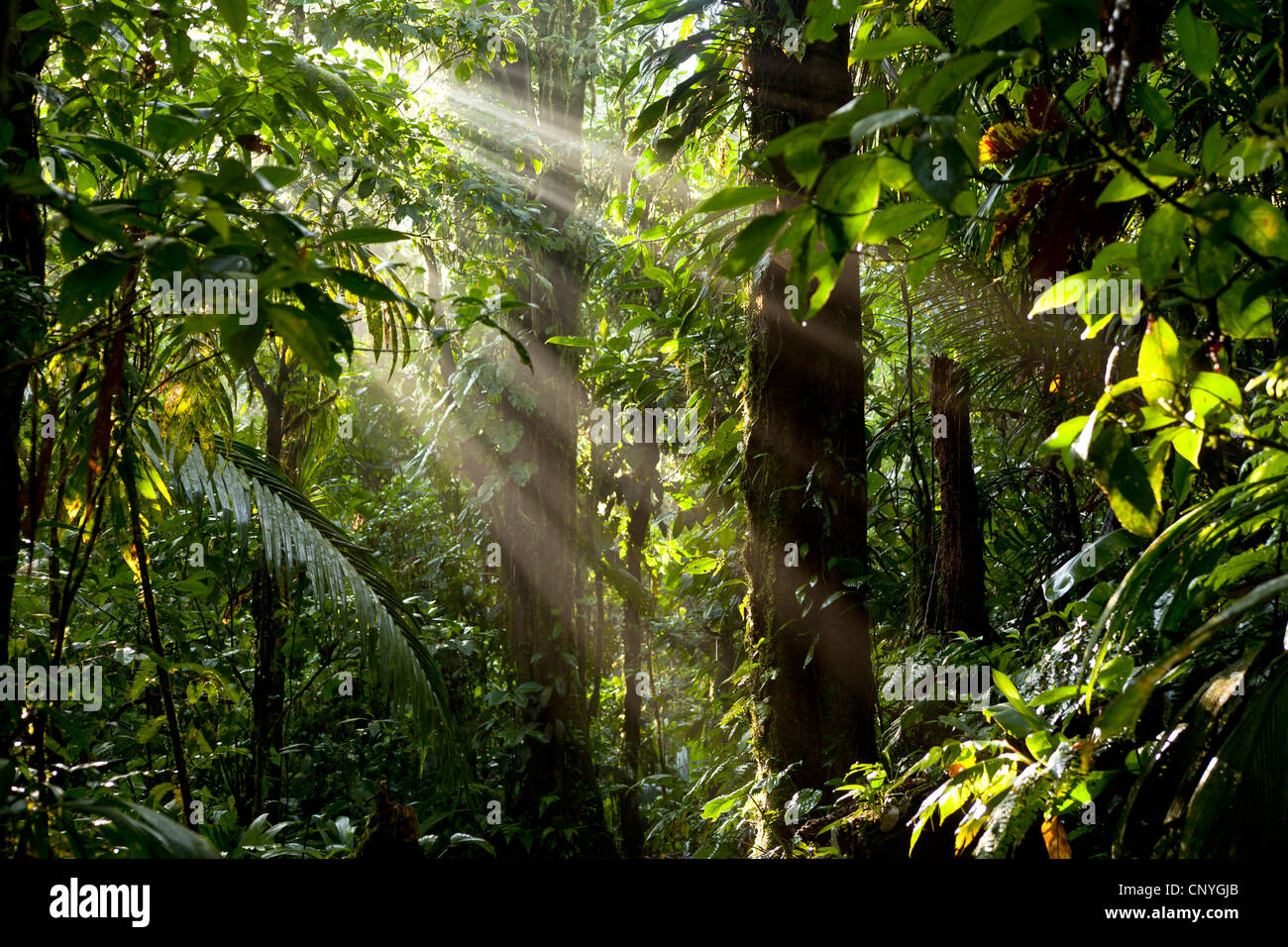 Costa Rica Dschungelnull