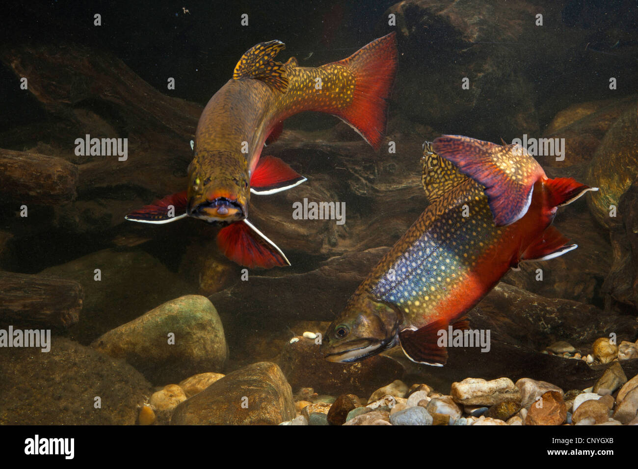 Salvelinus arten -Fotos und -Bildmaterial in hoher Auflösung – Alamy