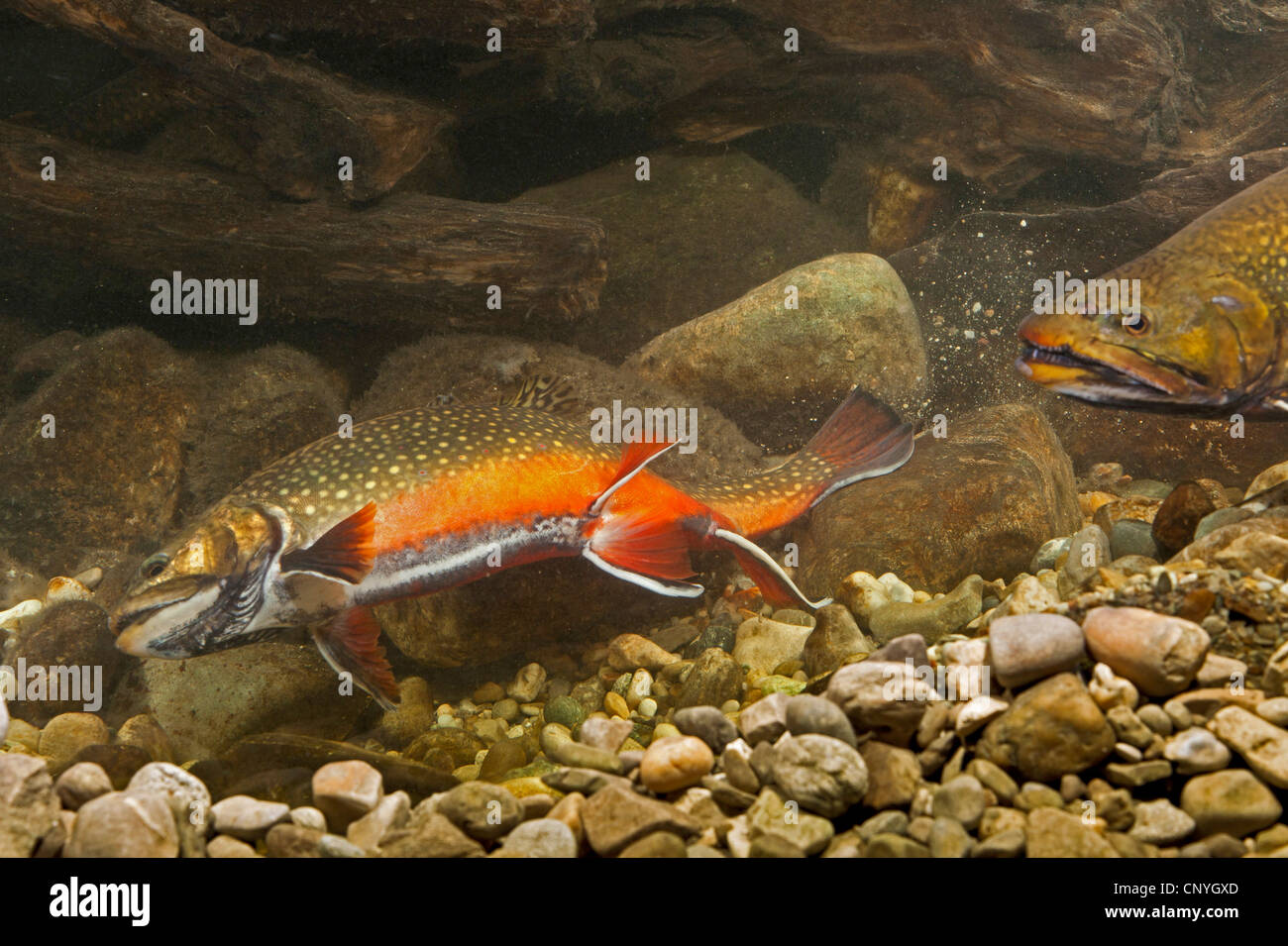 Bachforelle salvelinus fontinalis -Fotos und -Bildmaterial in hoher ...