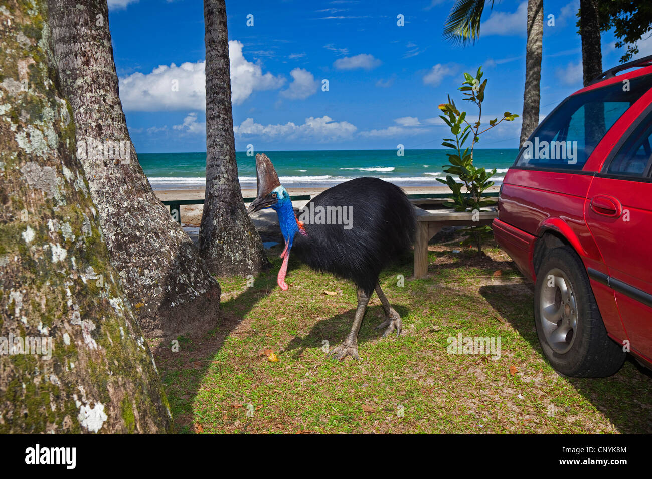 Weiblicher kasuar -Fotos und -Bildmaterial in hoher Auflösung – Alamy