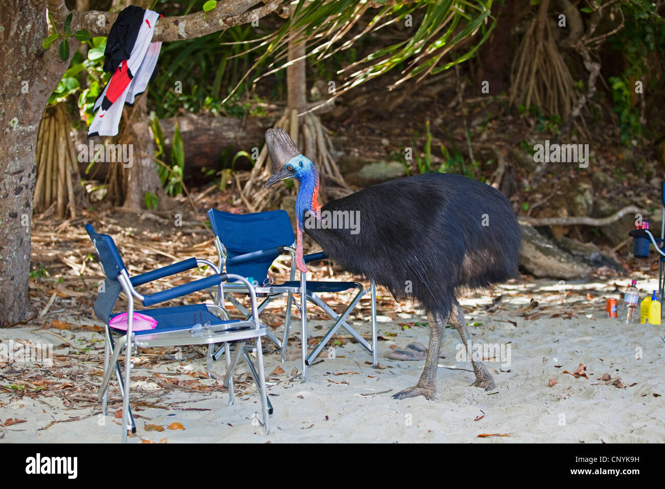Southern Cassowary Casuarius Casuarius Female Stockfotos und -bilder ...
