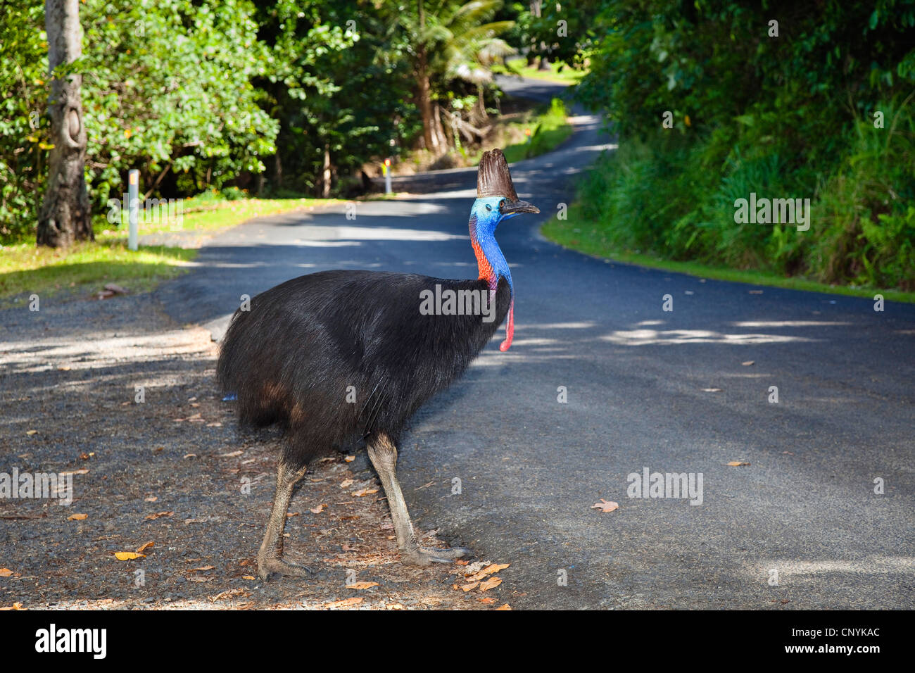 Southern Cassowary Casuarius Casuarius Female Stockfotos und -bilder ...