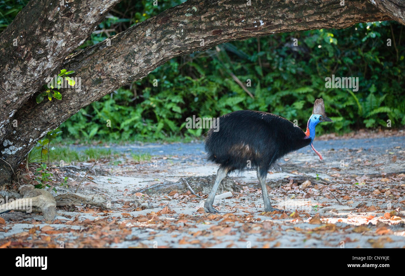 Südlichen Kasuar, Doppel-Flecht-Kasuar, australischen Kasuar, zwei ...