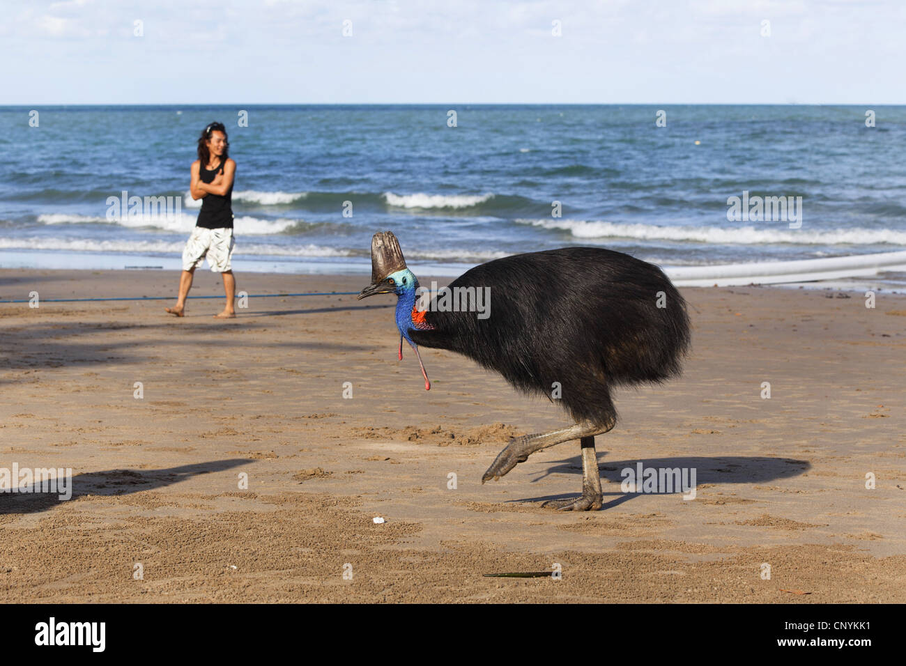Südlichen Kasuar, Doppel-Flecht-Kasuar australischen Kasuar, zwei ...