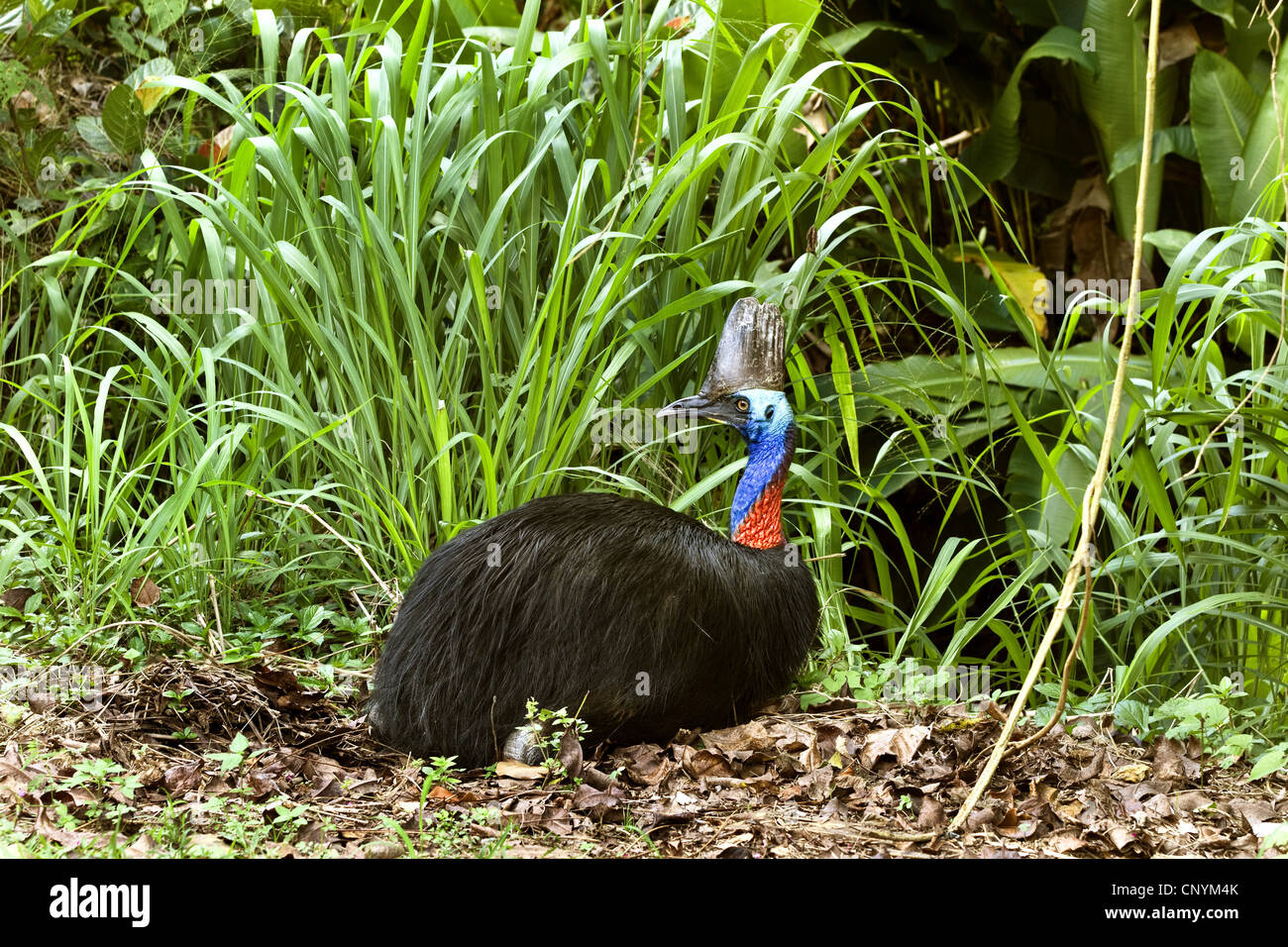 Southern Cassowary Casuarius Casuarius Female Stockfotos und -bilder ...