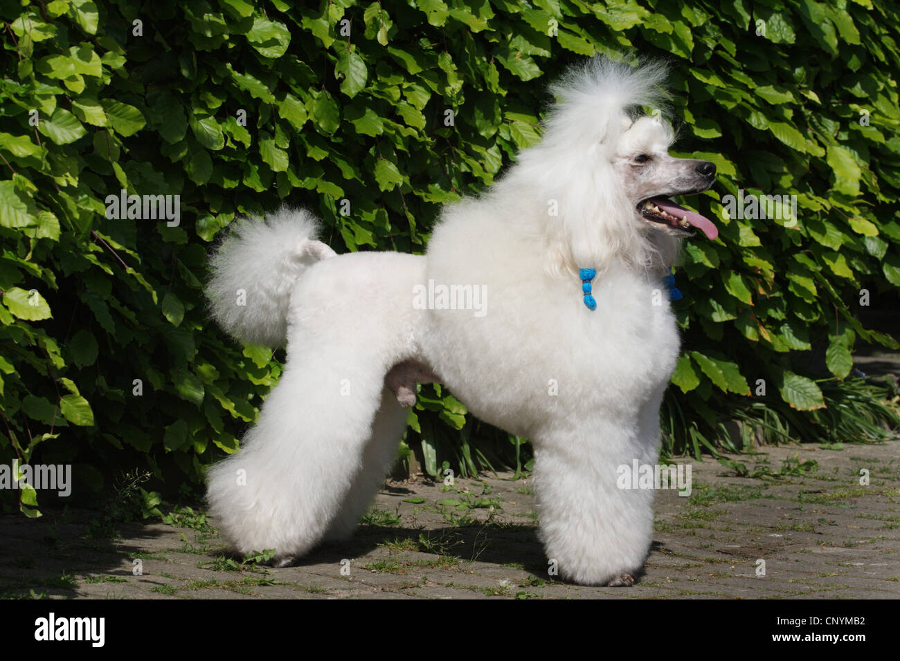 Miniaturpudel canis lupus f familiaris -Fotos und -Bildmaterial in ...