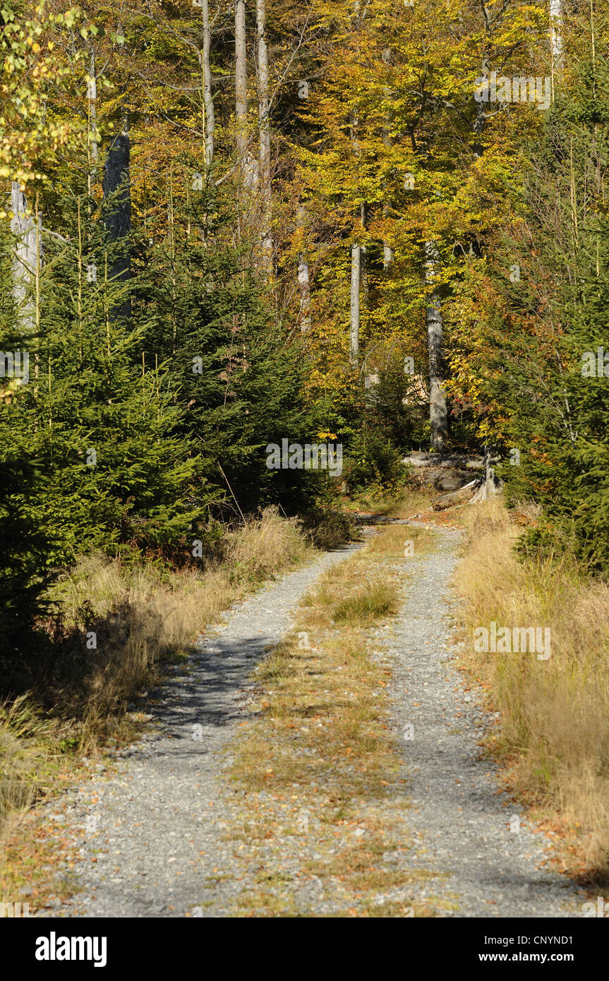 Waldweg im Herbst, Deutschland, Bayern, Nationalpark Bayerischer Wald ...