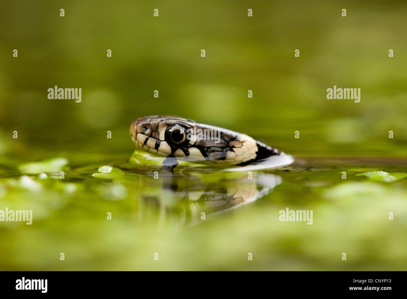 Ringelnatter (Natrix Natrix), junge Ringelnatter, suchen Sie das Wasser ...