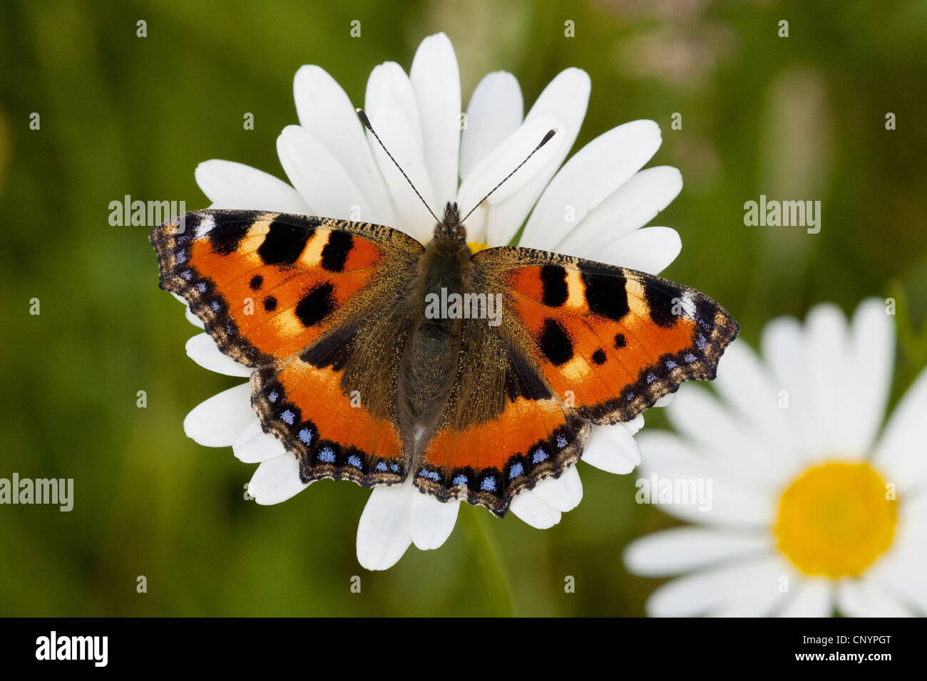 1 tier aglais urticae -Fotos und -Bildmaterial in hoher Auflösung – Alamy