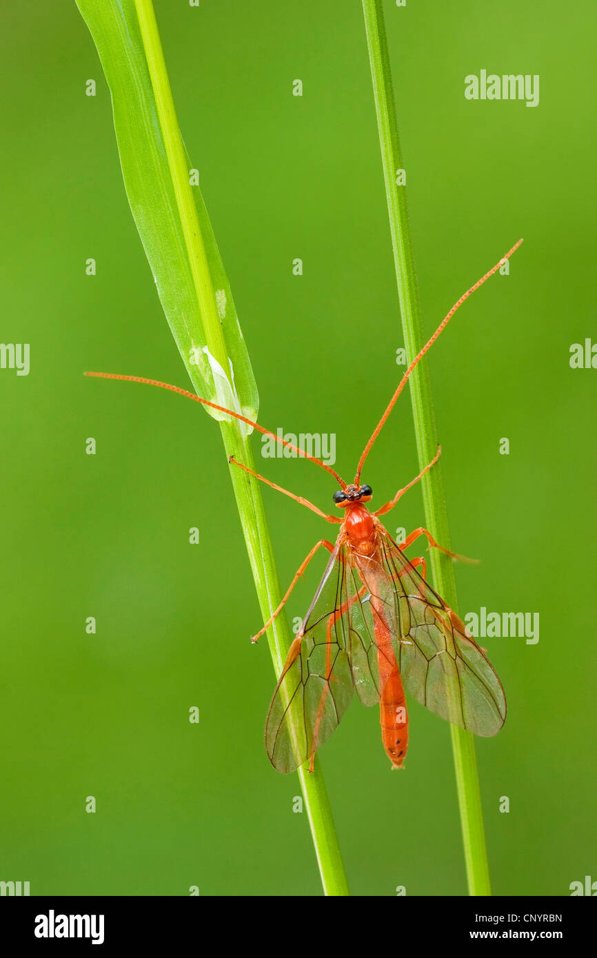 Ophion luteus -Fotos und -Bildmaterial in hoher Auflösung – Alamy
