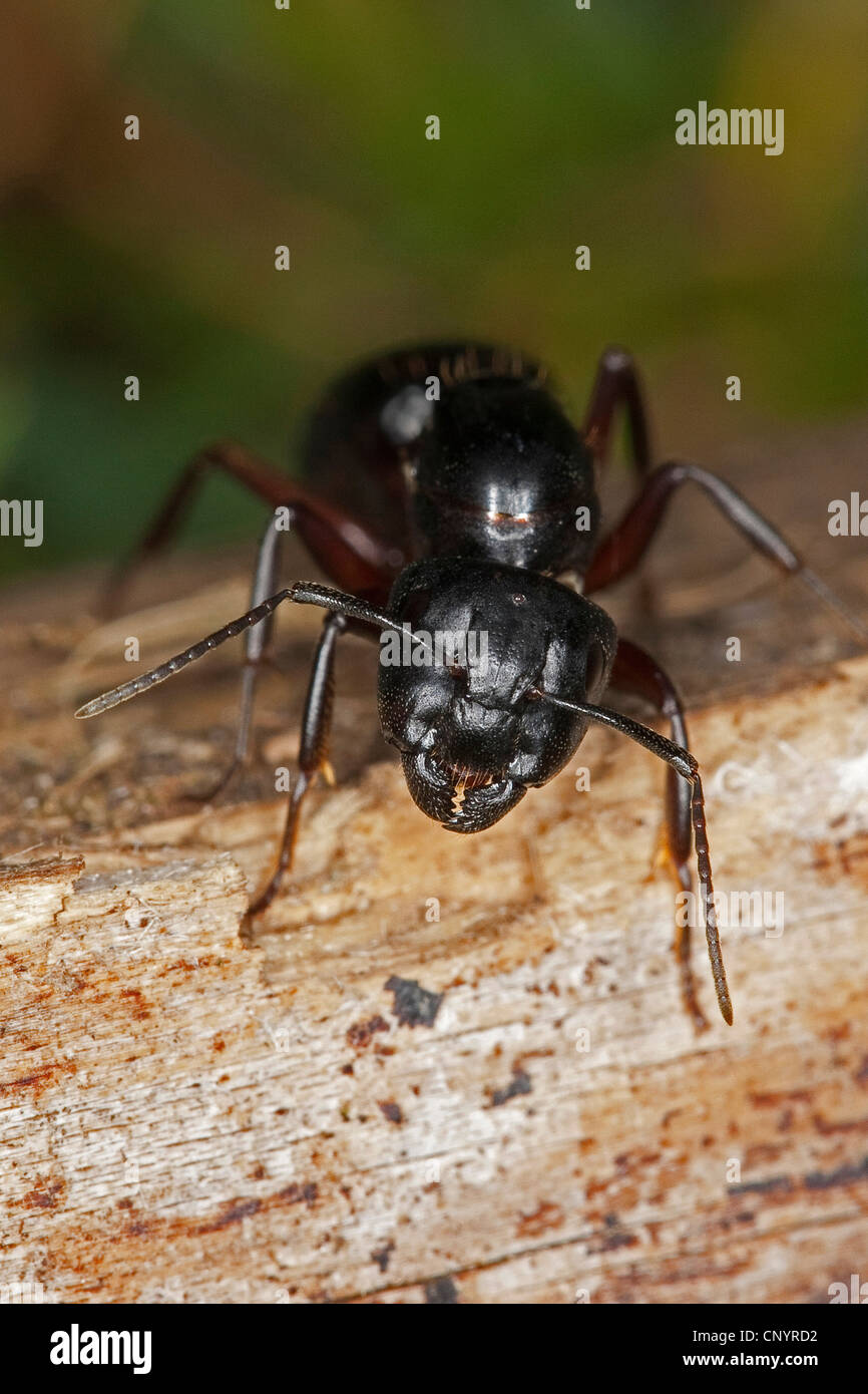 Tischlerameise camponotus ligniperda -Fotos und -Bildmaterial in hoher ...