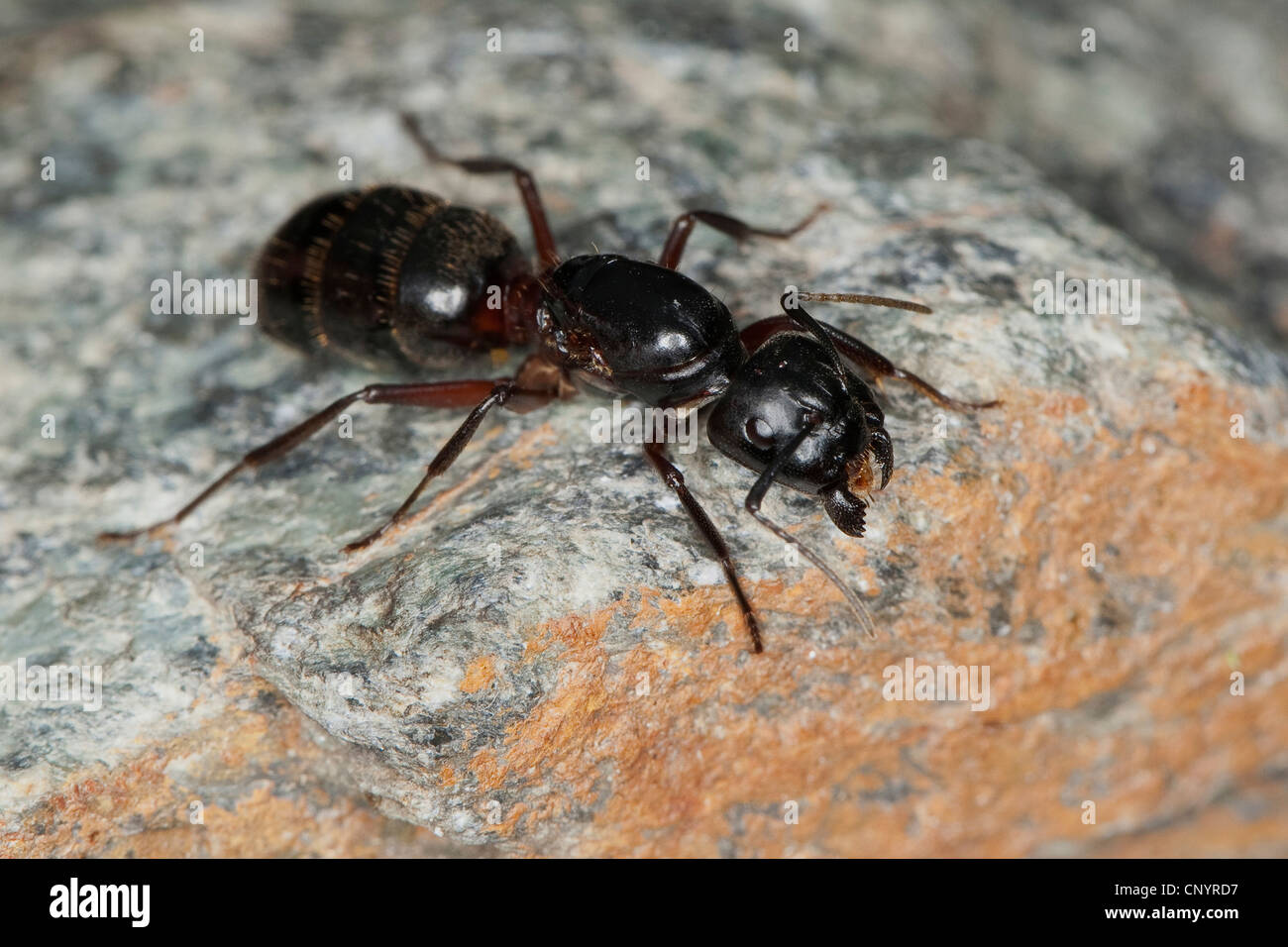 Tischlerameise camponotus ligniperda -Fotos und -Bildmaterial in hoher ...
