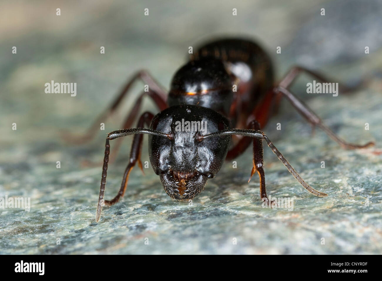 Rossameise (Camponotus Ligniperdus, Camponotus Ligniperda ...