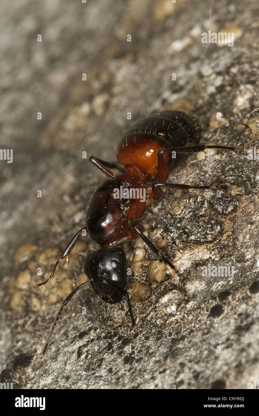 Braunschwarze rossameise -Fotos und -Bildmaterial in hoher Auflösung ...